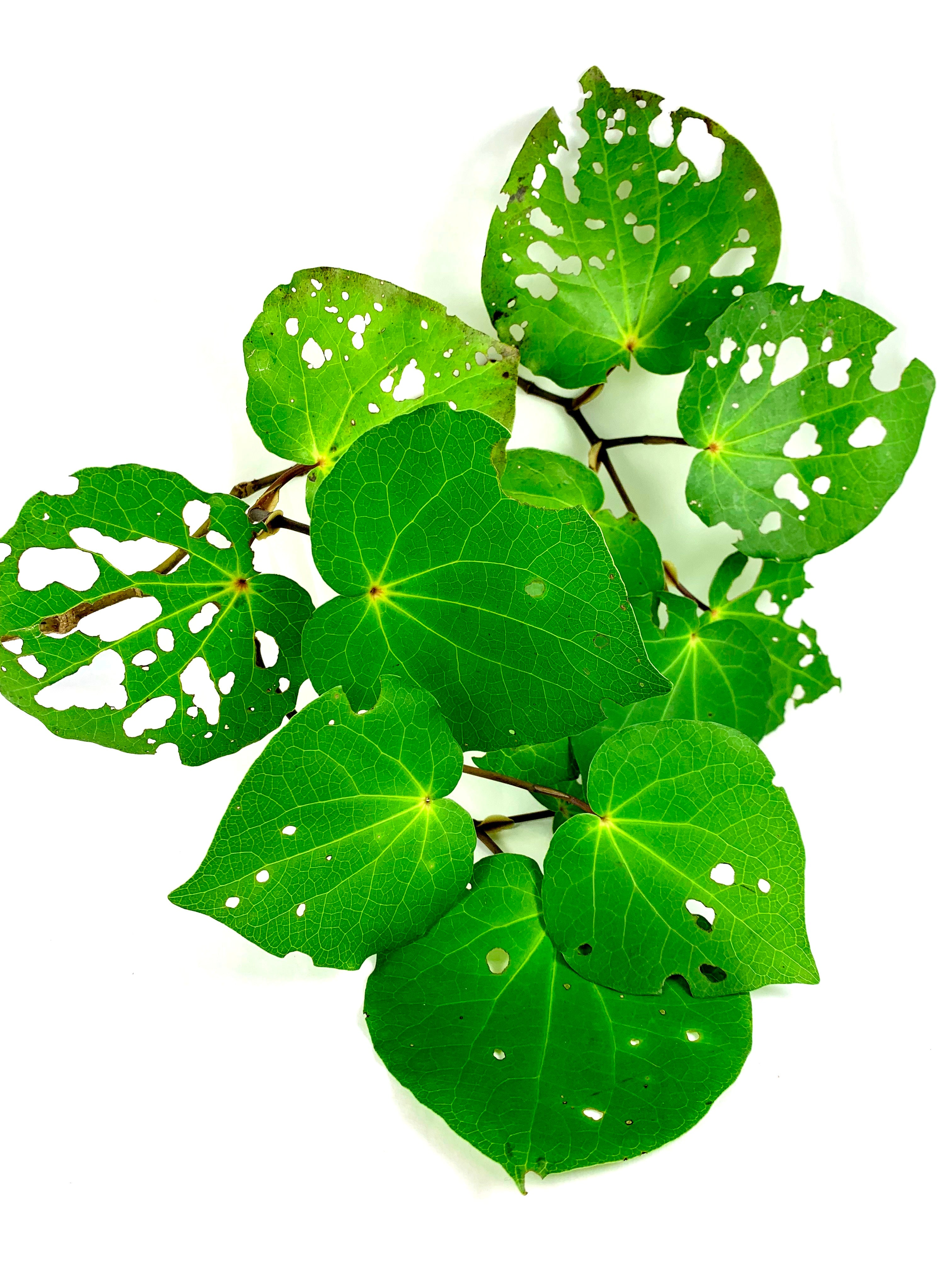 DRIED KAWAKAWA LEAF – TUTU RONGOĀ MĀORI