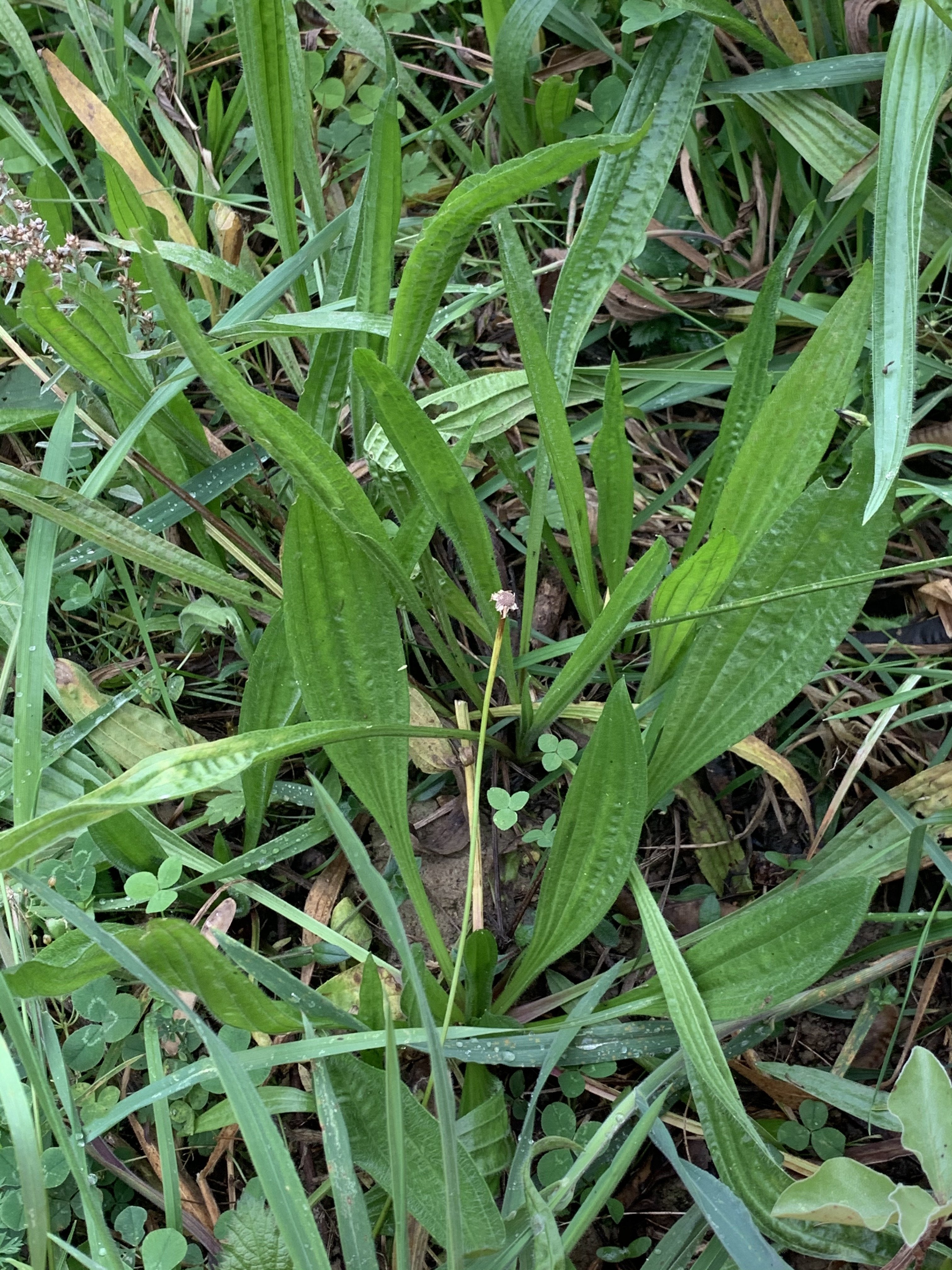 KOPAKOPA OIL – TUTU RONGOĀ MĀORI