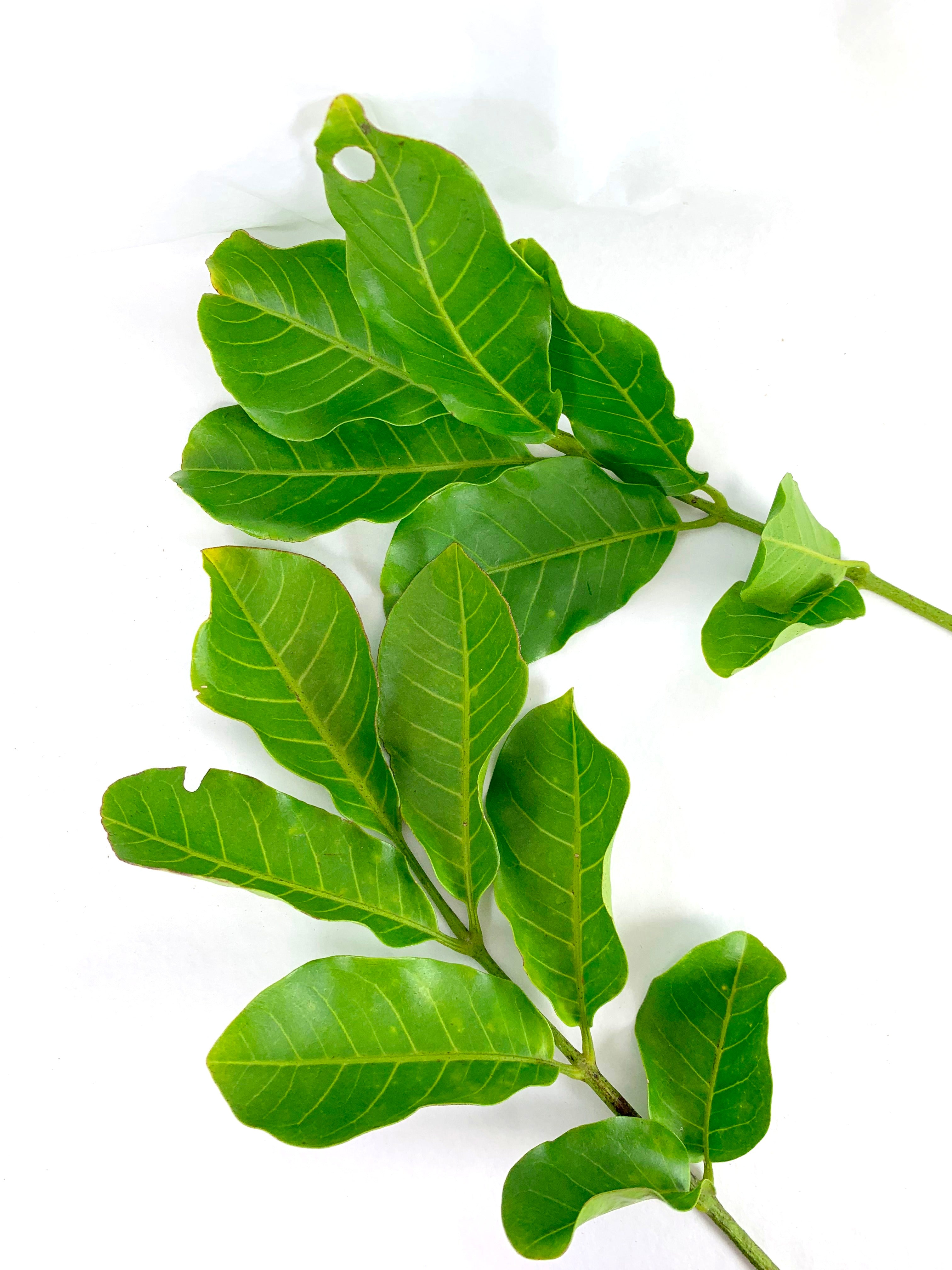 KOHEKOHE TINCTURE – TUTU RONGOĀ MĀORI