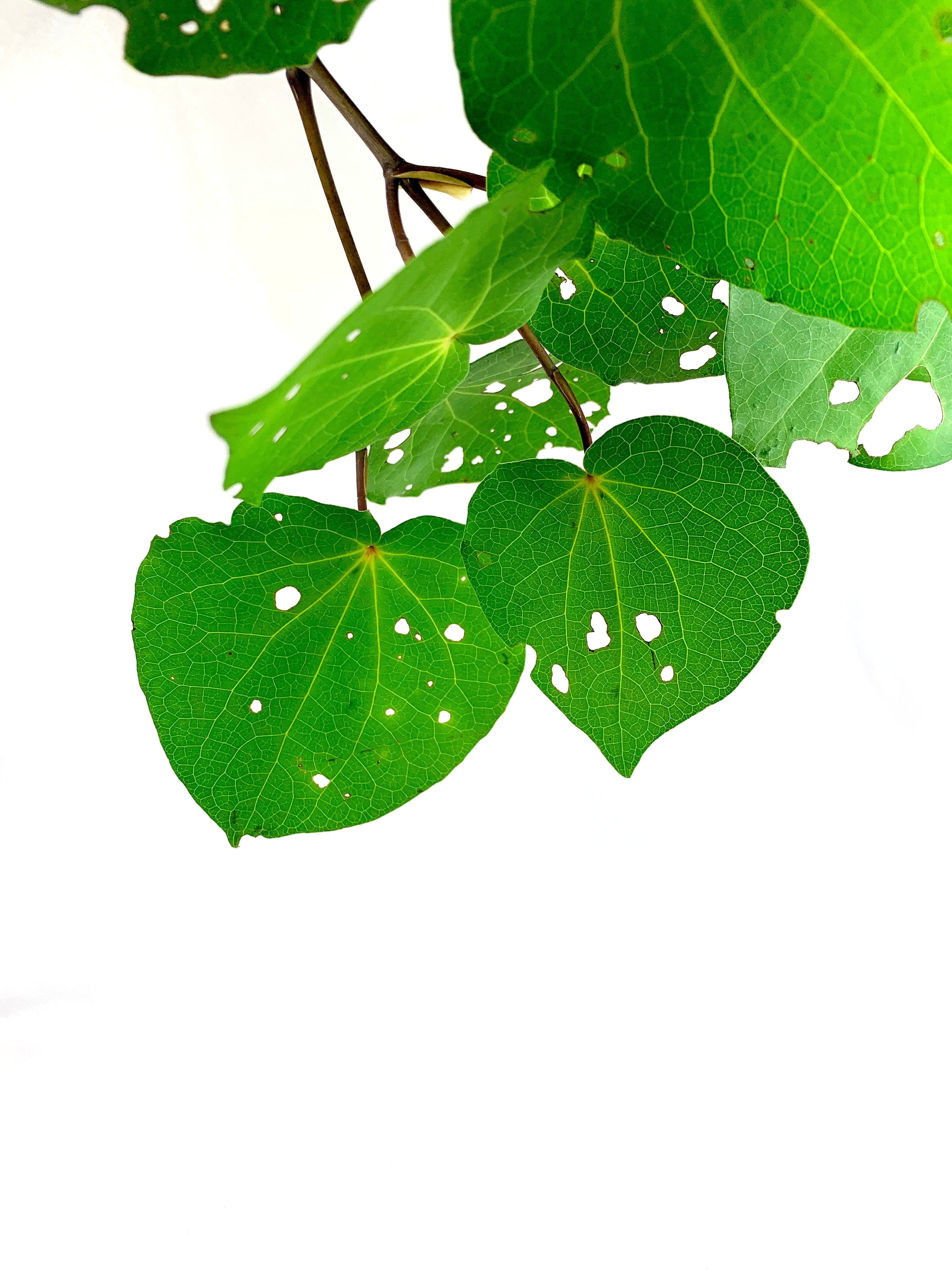 KAWAKAWA TINCTURE – TUTU RONGOĀ MĀORI