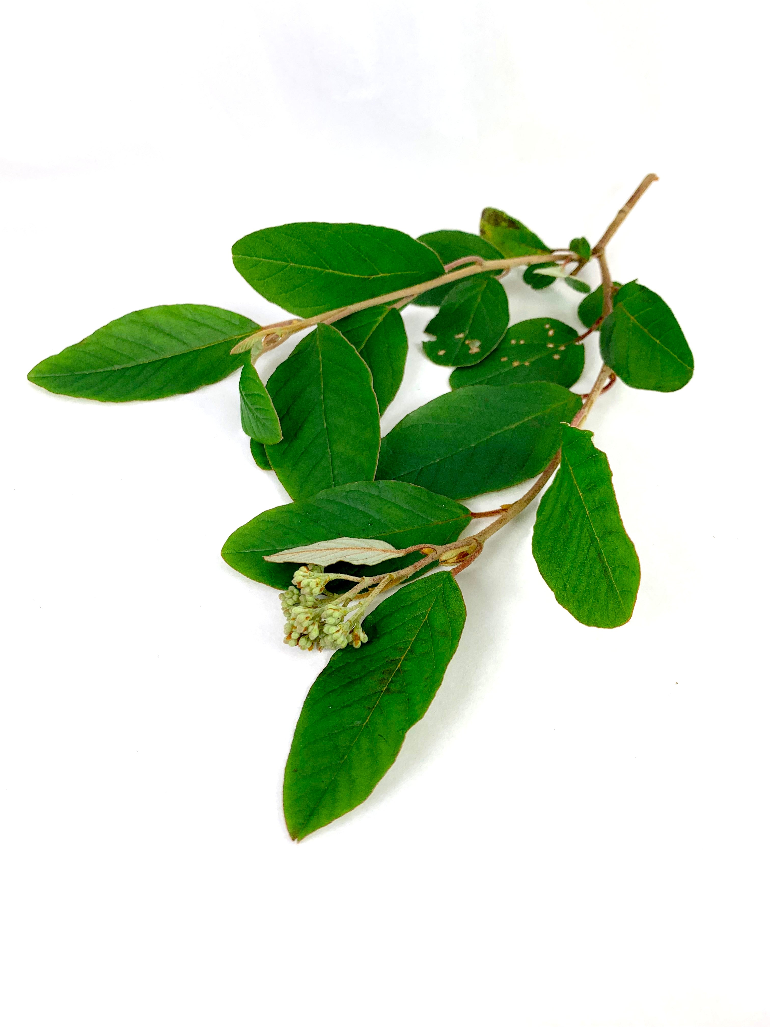 KŪMARAHOU BUTTER – TUTU RONGOĀ MĀORI