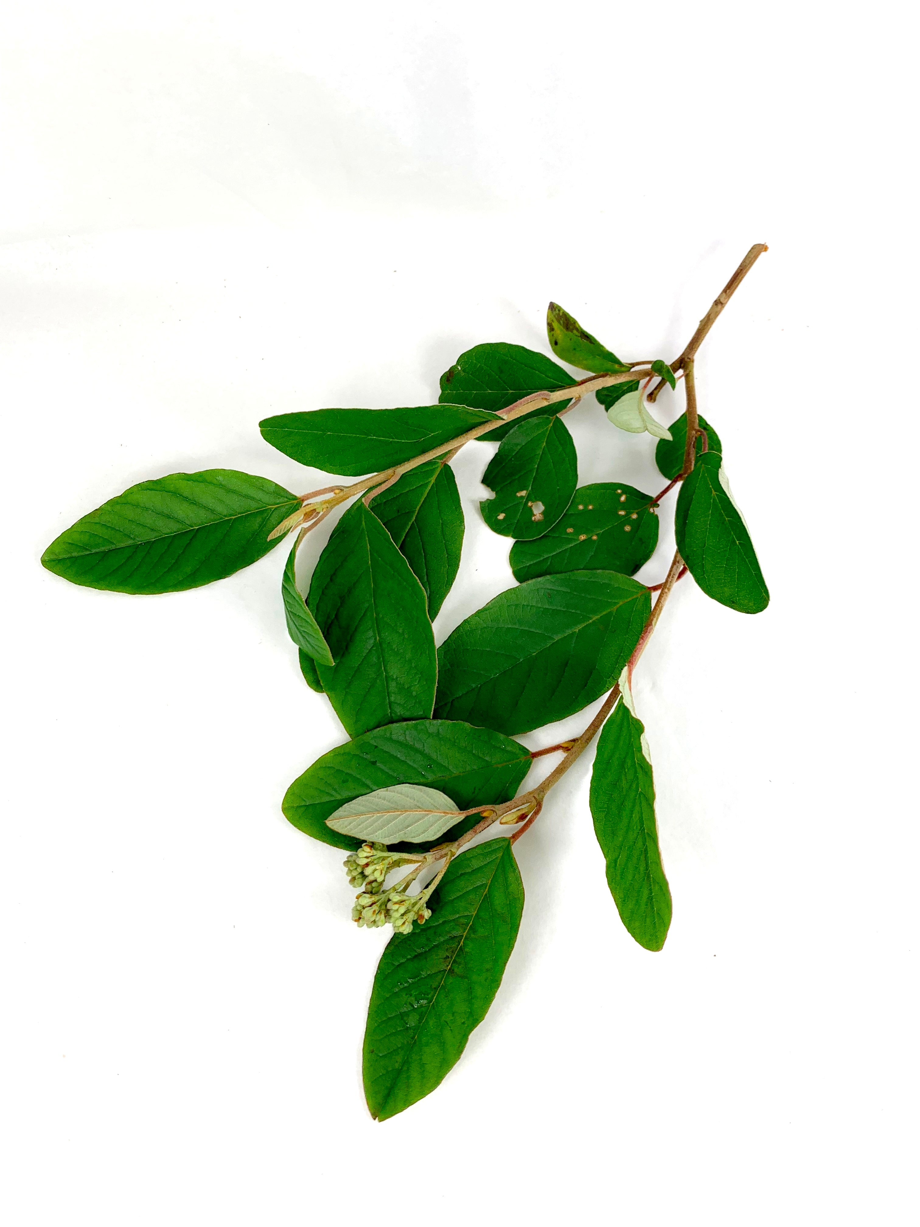 KŪMARAHOU TINCTURE – TUTU RONGOĀ MĀORI