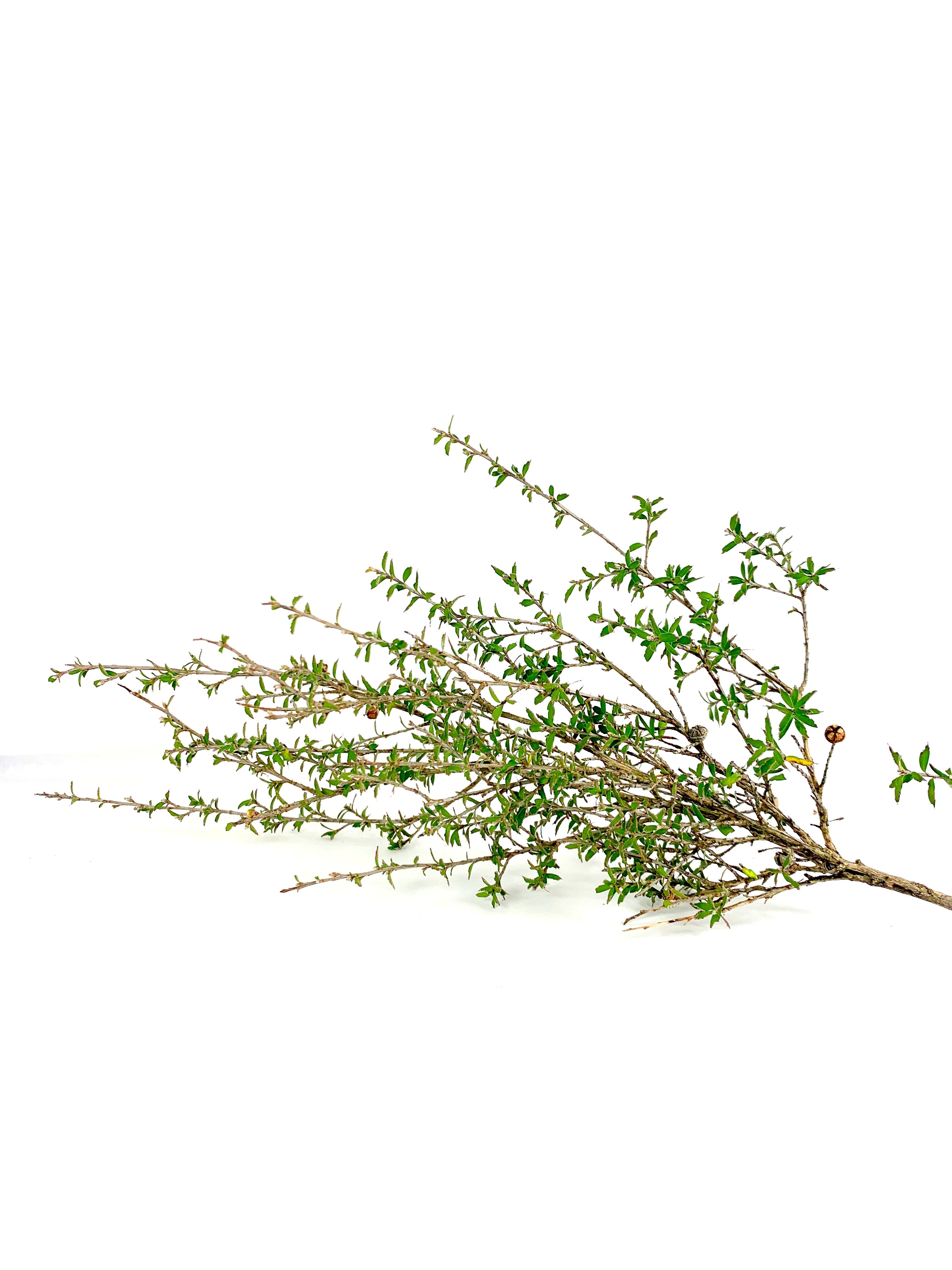 KĀNUKA OIL – TUTU RONGOĀ MĀORI