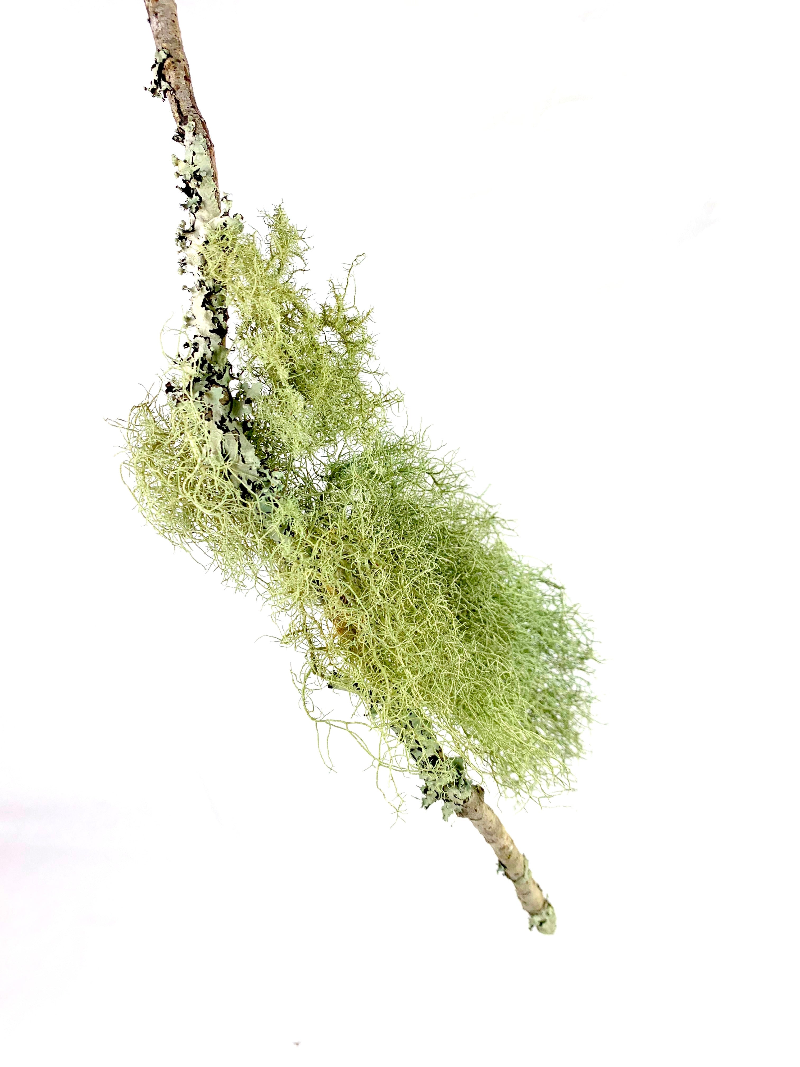 ANGIANGI TINCTURE – TUTU RONGOĀ MĀORI