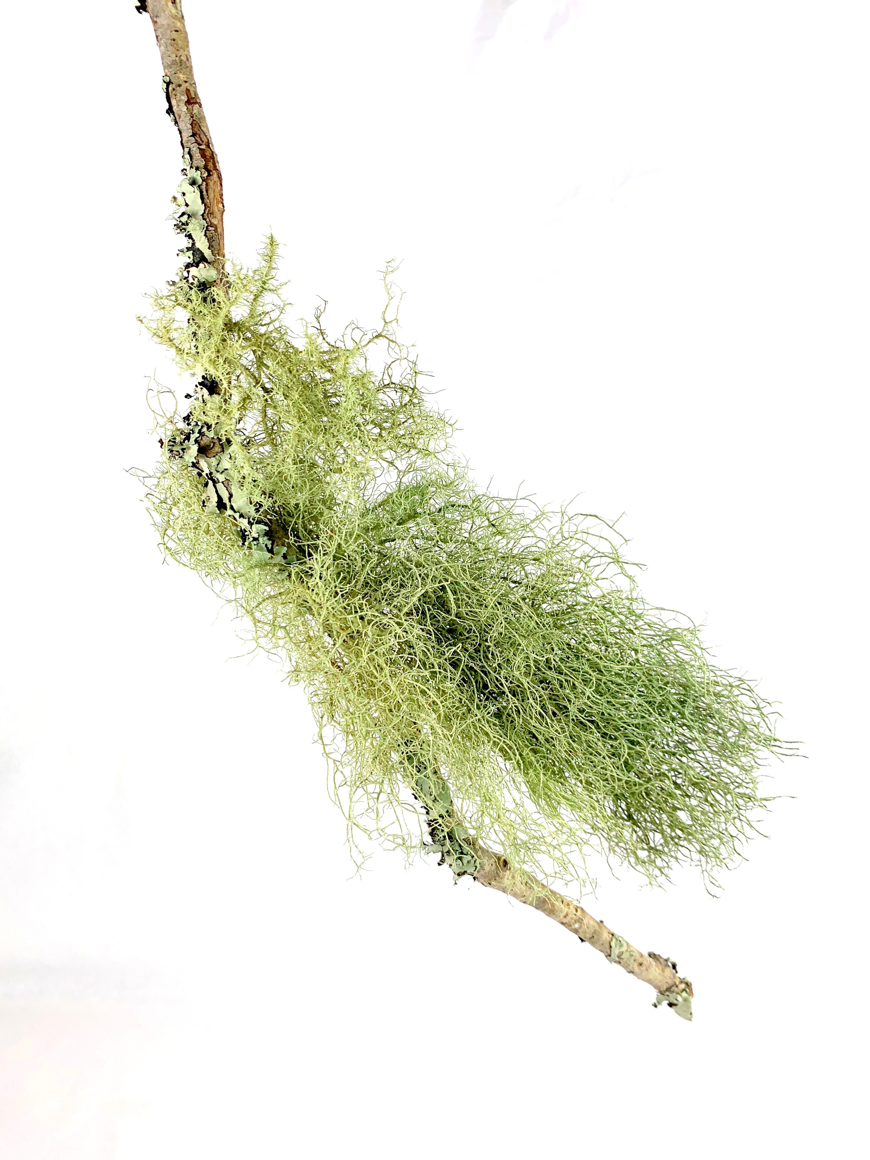 ANGIANGI HINU – TUTU RONGOĀ MĀORI