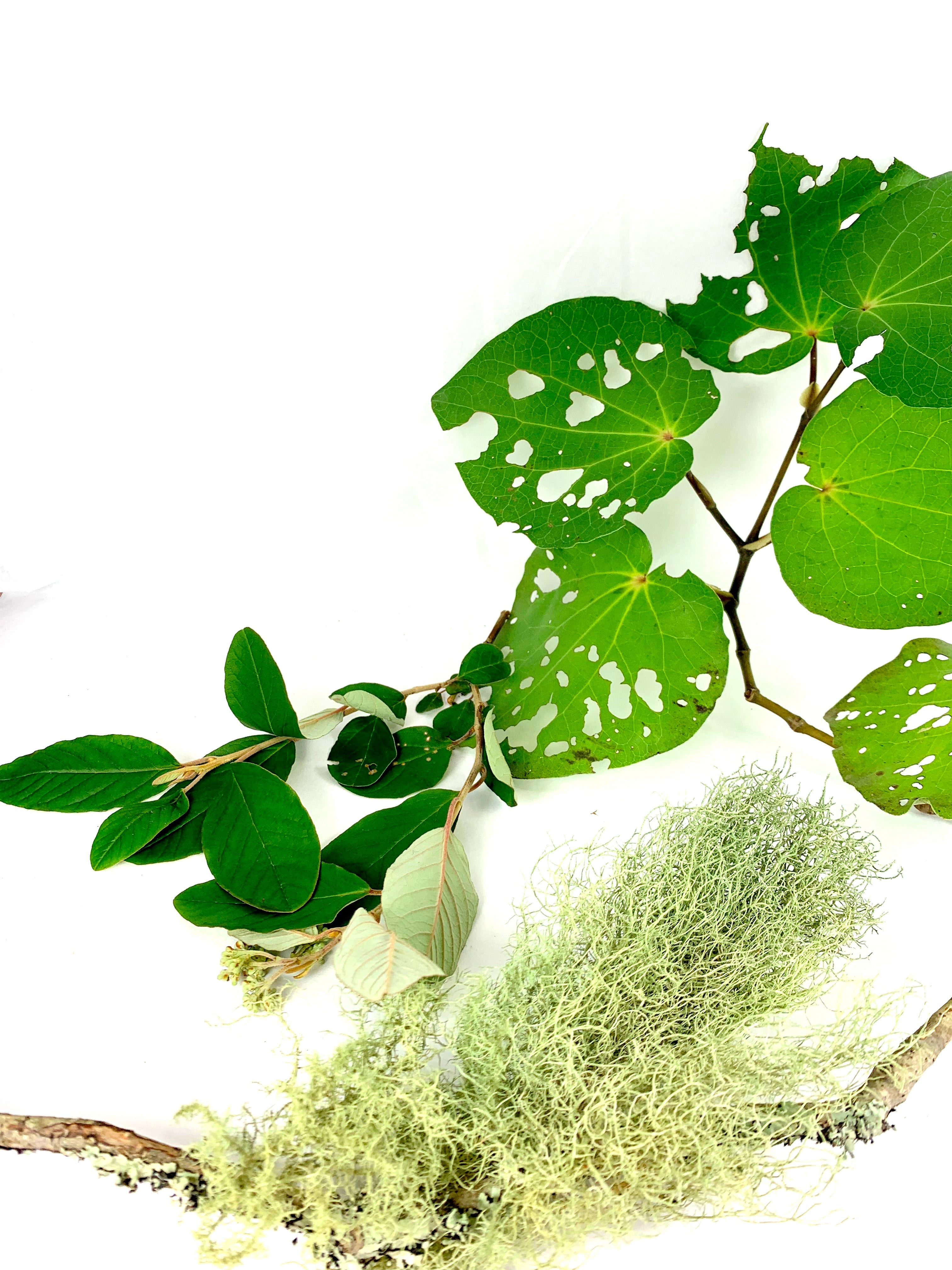 KŪMARAHOU OIL - GOLD – TUTU RONGOĀ MĀORI