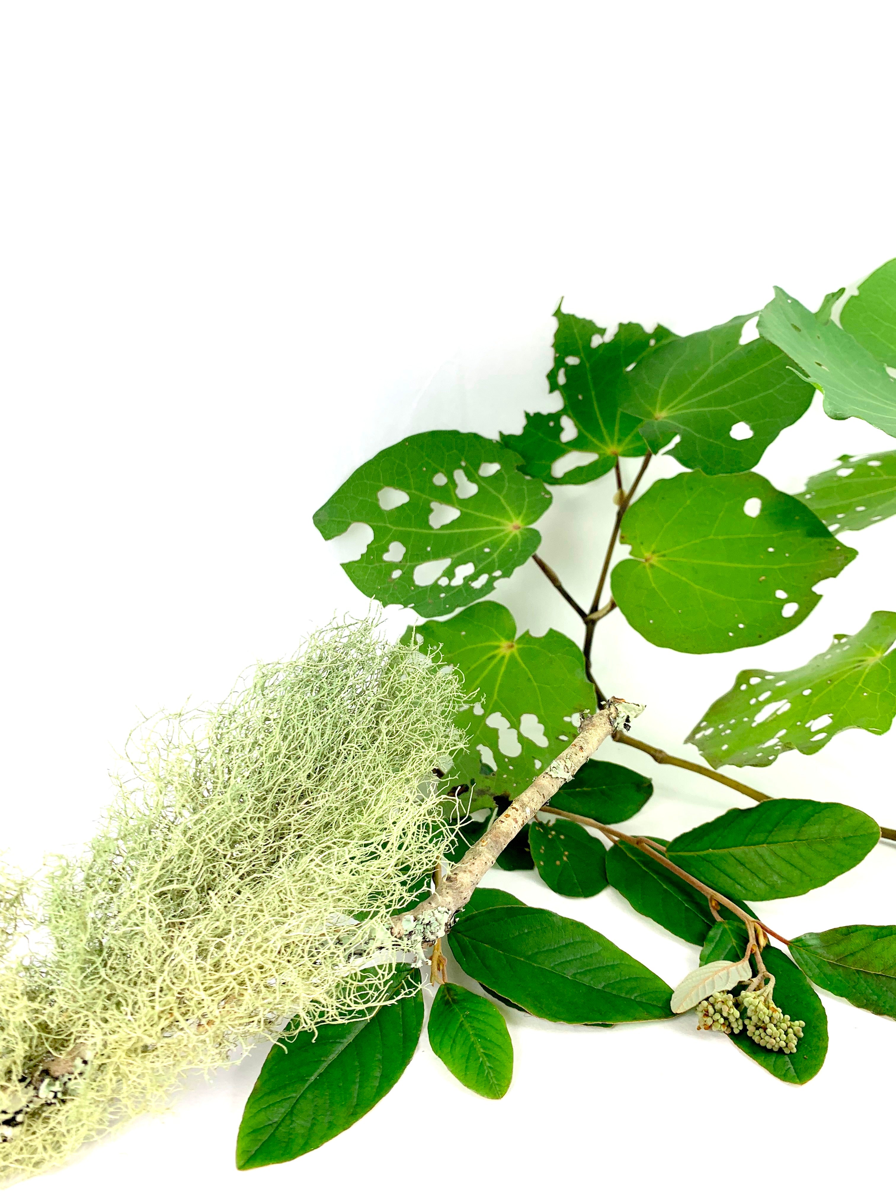 KŪMARAHOU TINCTURE – TUTU RONGOĀ MĀORI